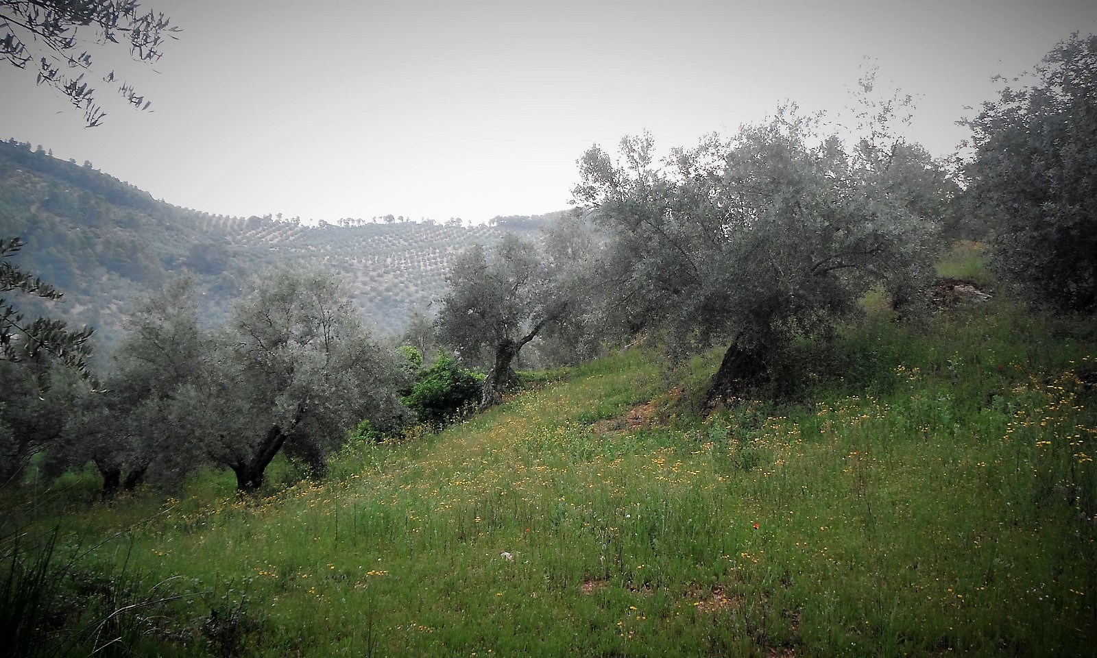 Aceite de oliva ecológico Oleaí - Oleai